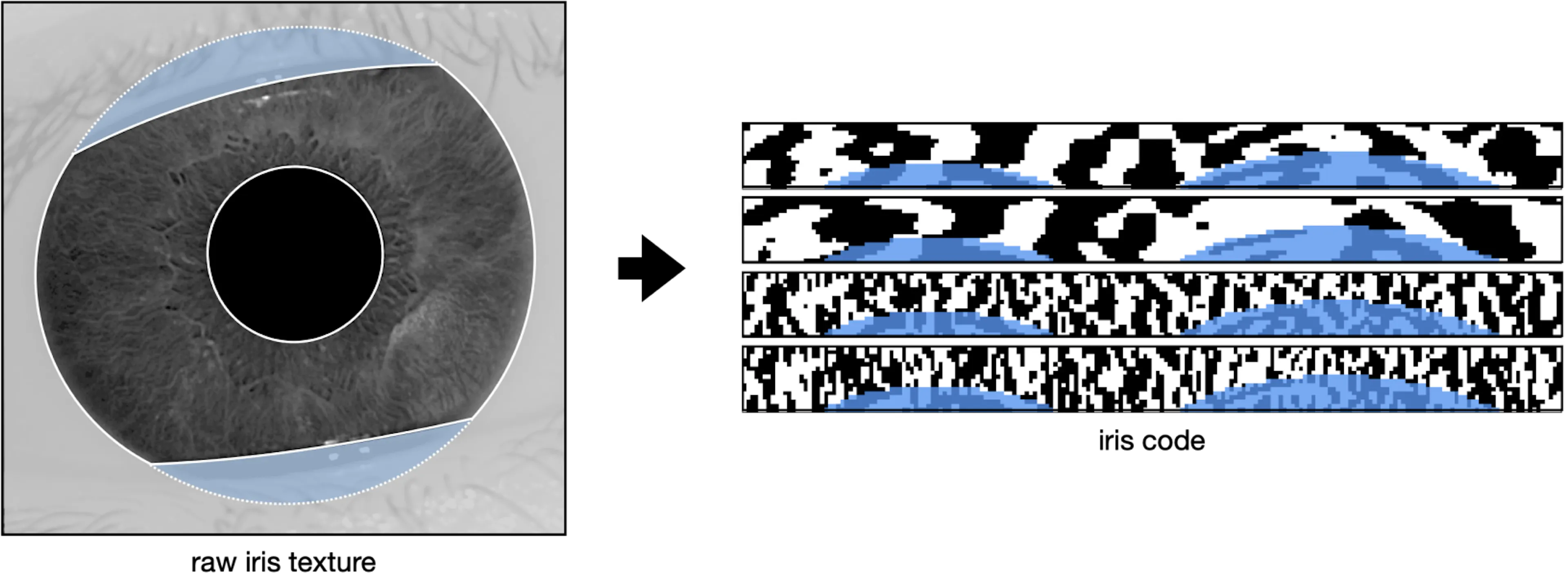 Iris recognition inference system